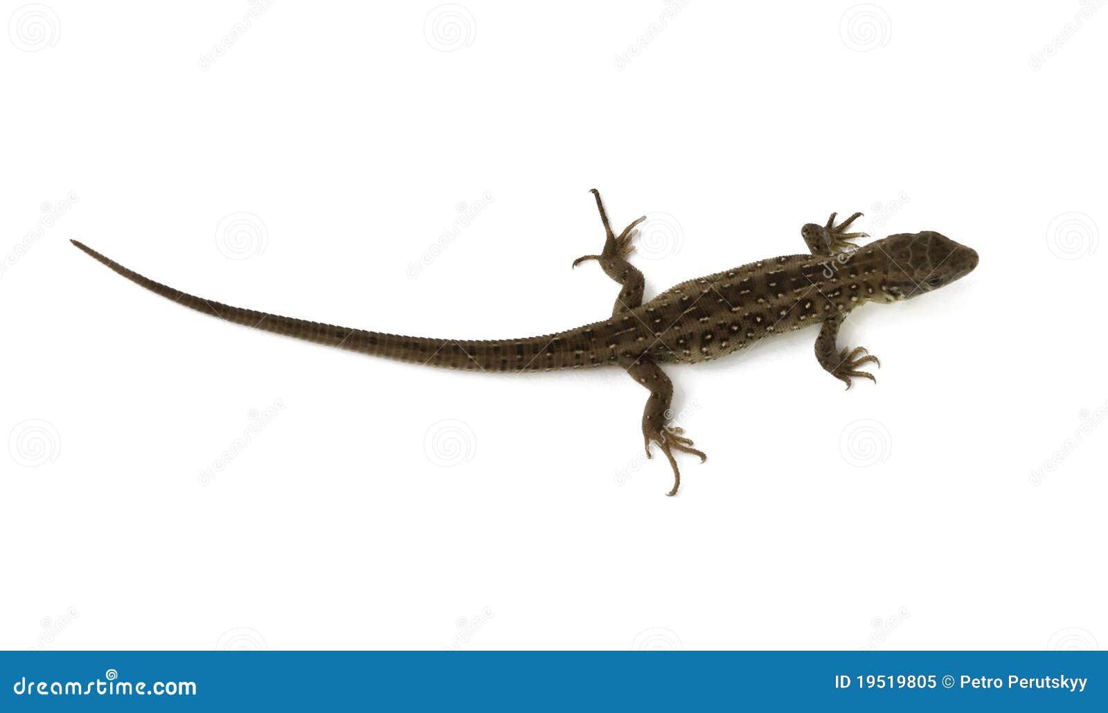 Lizard stock image. Image of animal, wildlife, garden - 19519805
