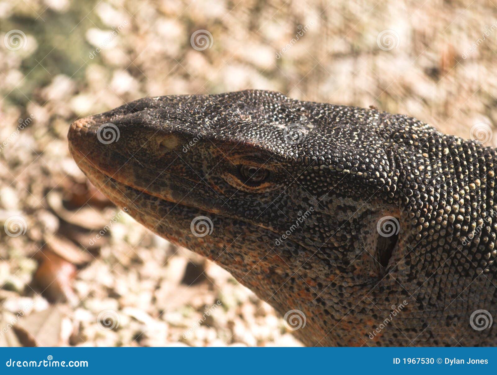Lizard stock photo. Image of swamp, remote, scales, wildlife - 1967530