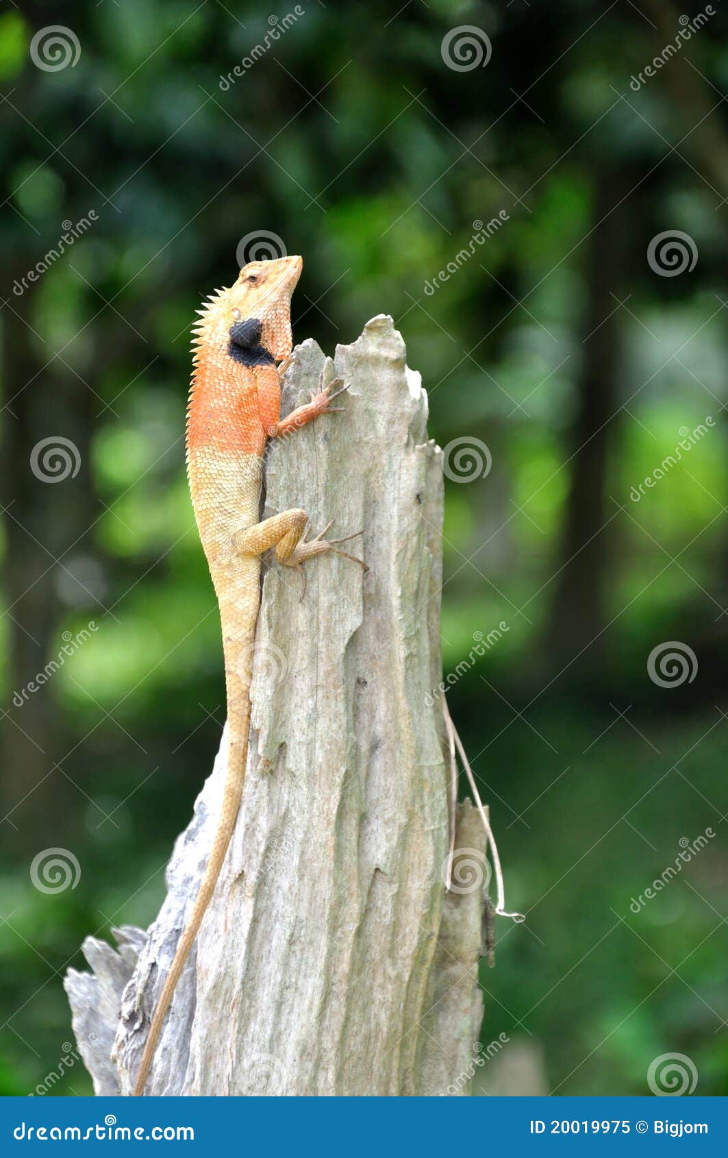 Lizard stock image. Image of animal, crawling, nature - 20019975