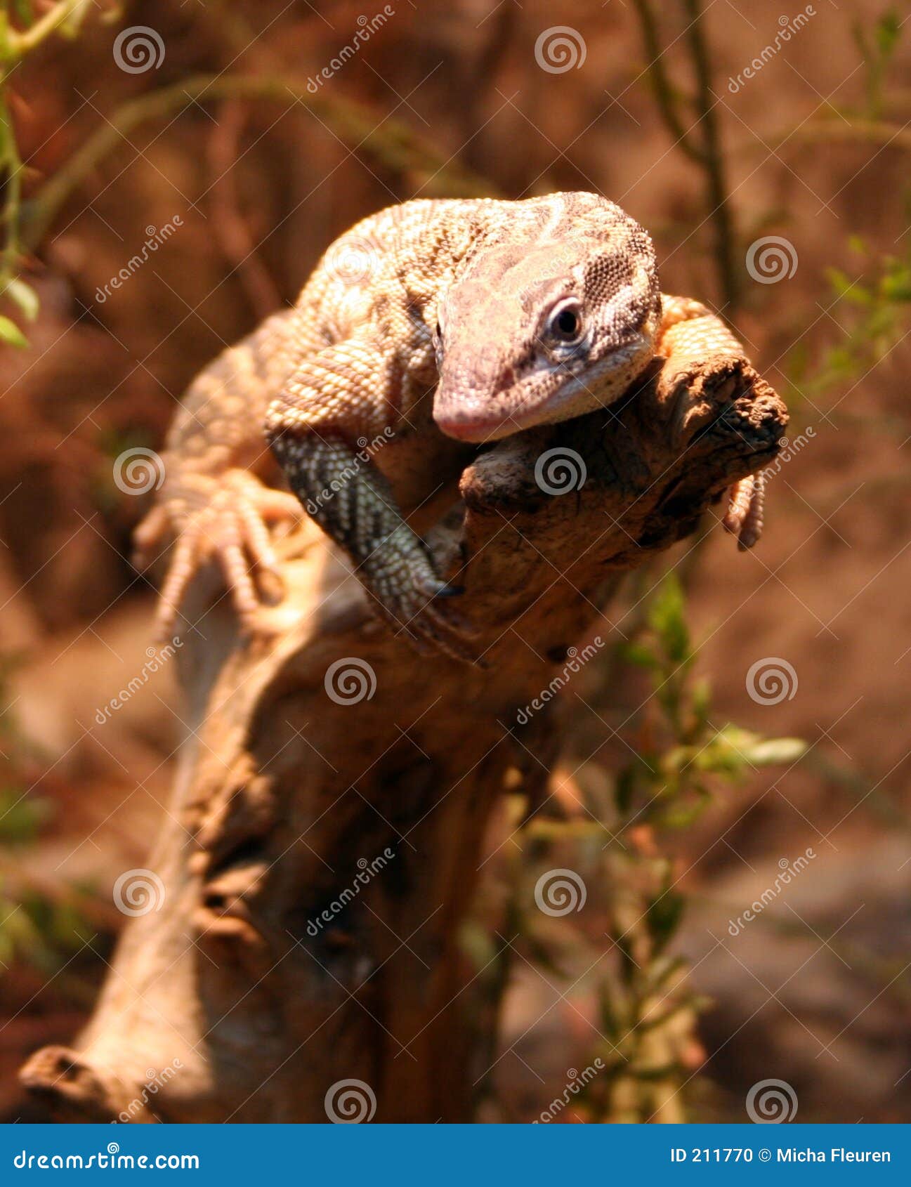 Lizard stock photo. Image of reptile, paws, animal, brown - 211770