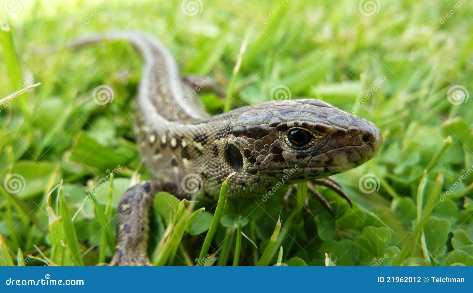 Lizard stock photo. Image of looking, animal, grass, reptile - 21962012