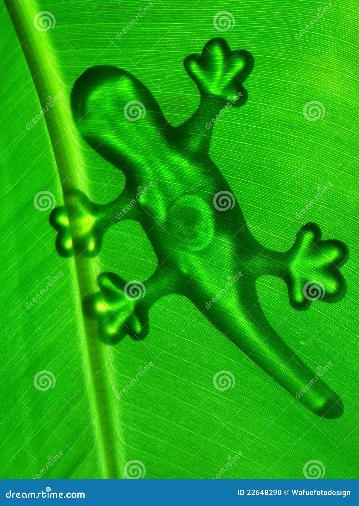 Lizard stock photo. Image of reptile, banana, tree, lizard - 22648290