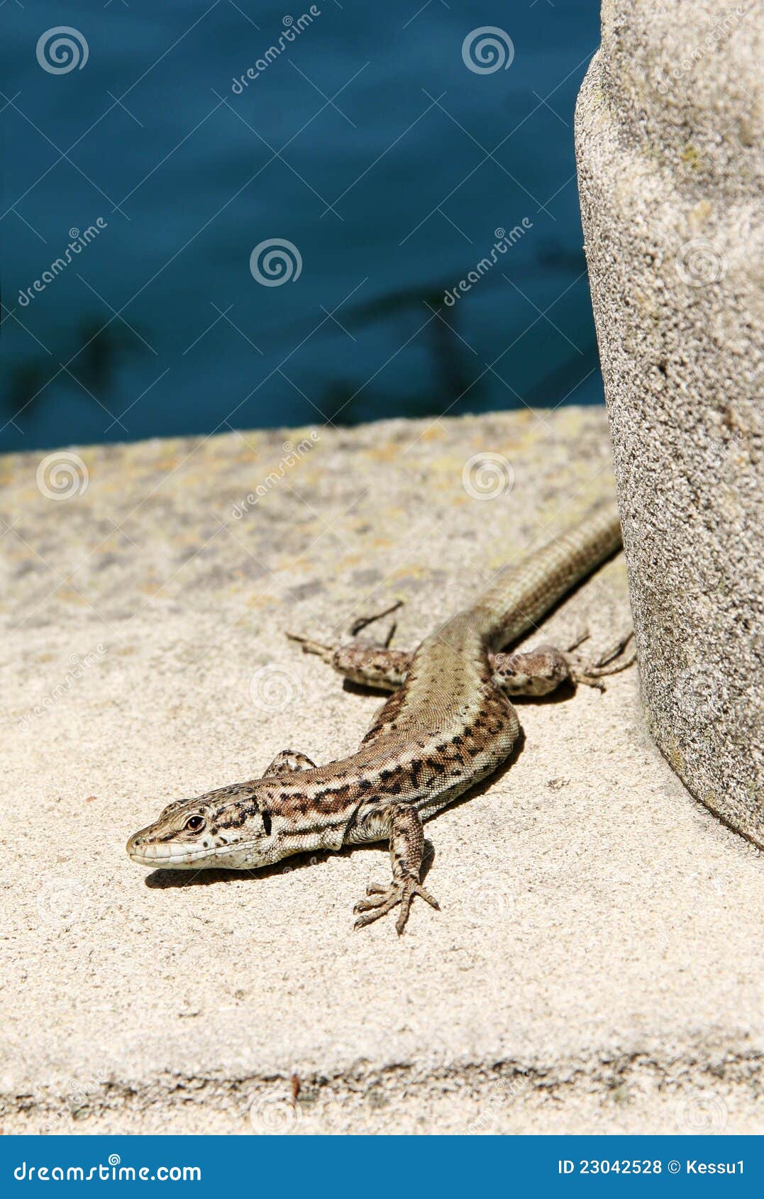 Lizard stock photo. Image of reptiles, spain, iberian - 23042528