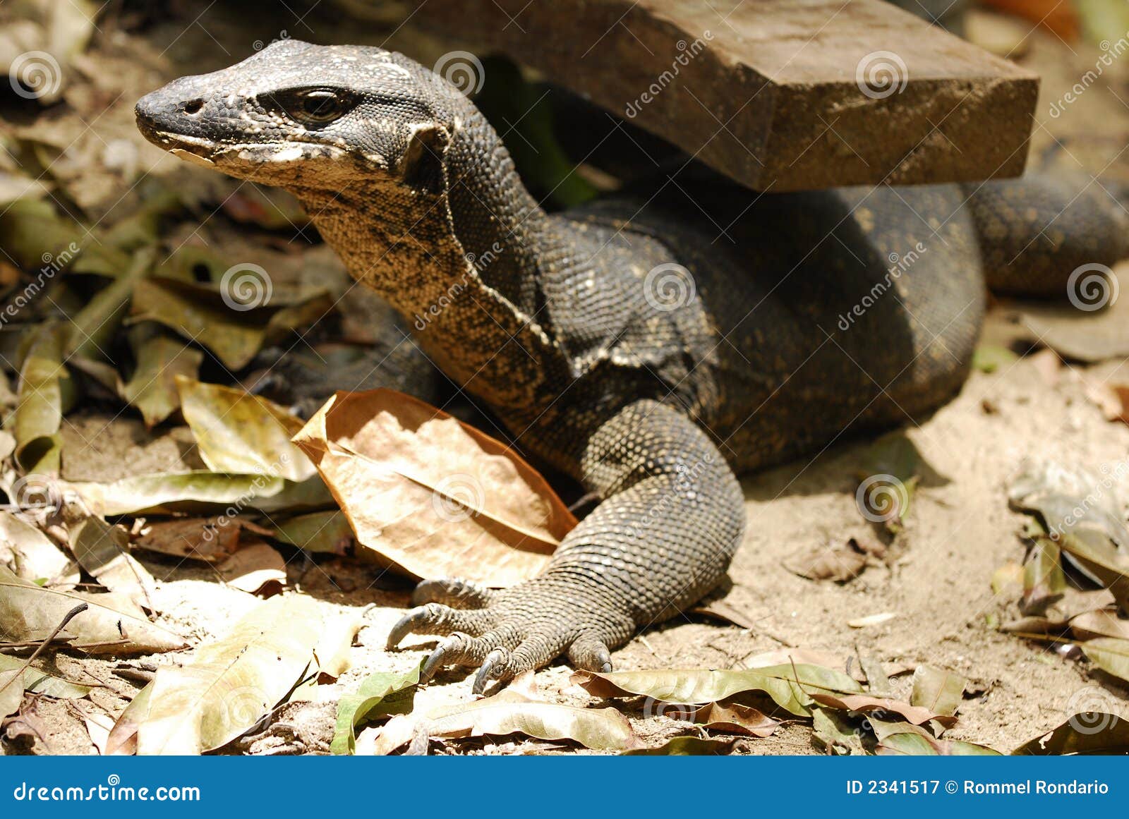 Lizard Picture. Image: 2341517