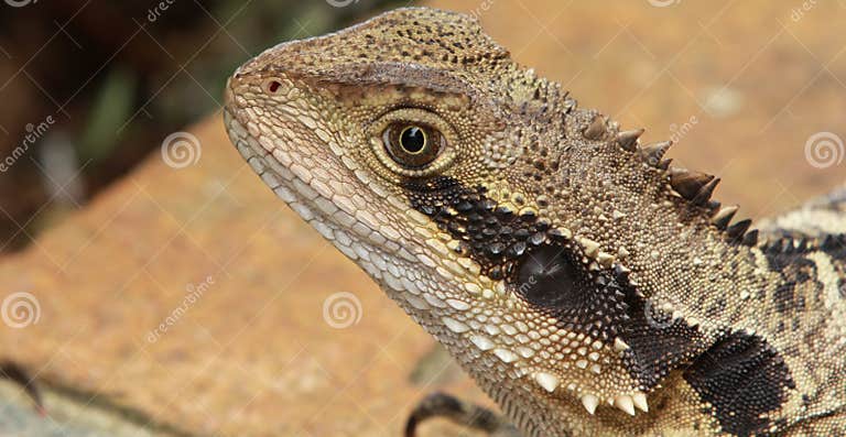 Lizard stock image. Image of colour, scary, look, fierce - 24486601