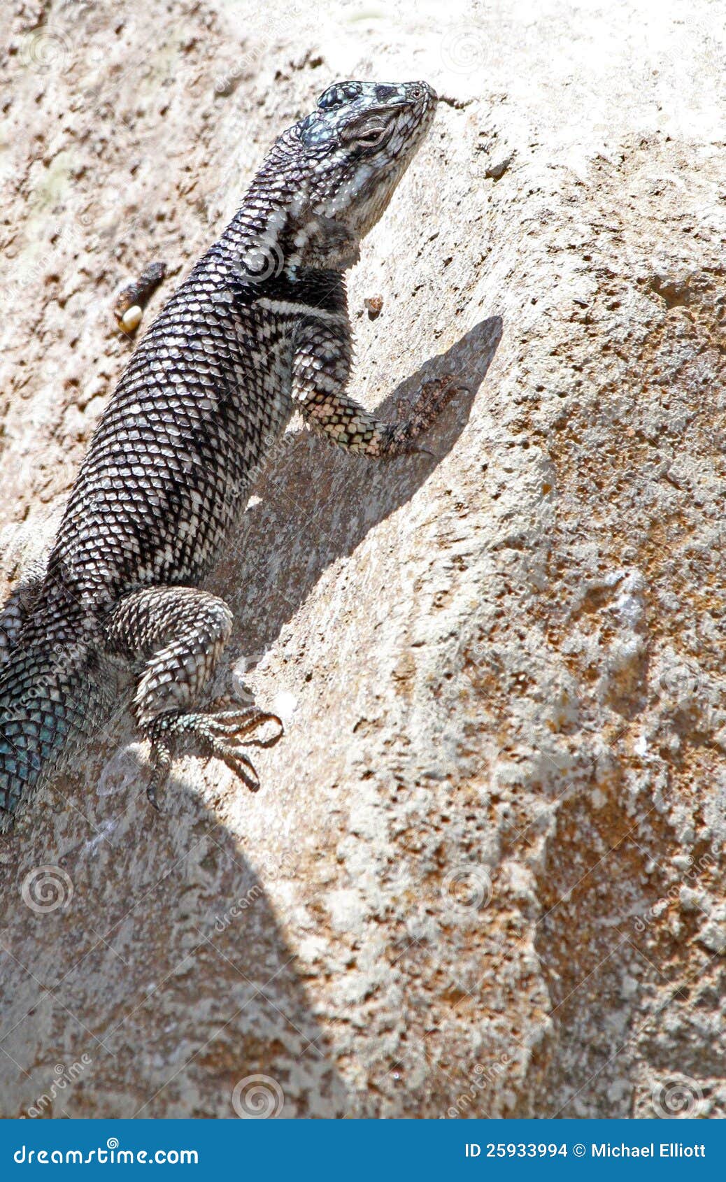 Lizard stock photo. Image of lizard, mexican, mexico - 25933994