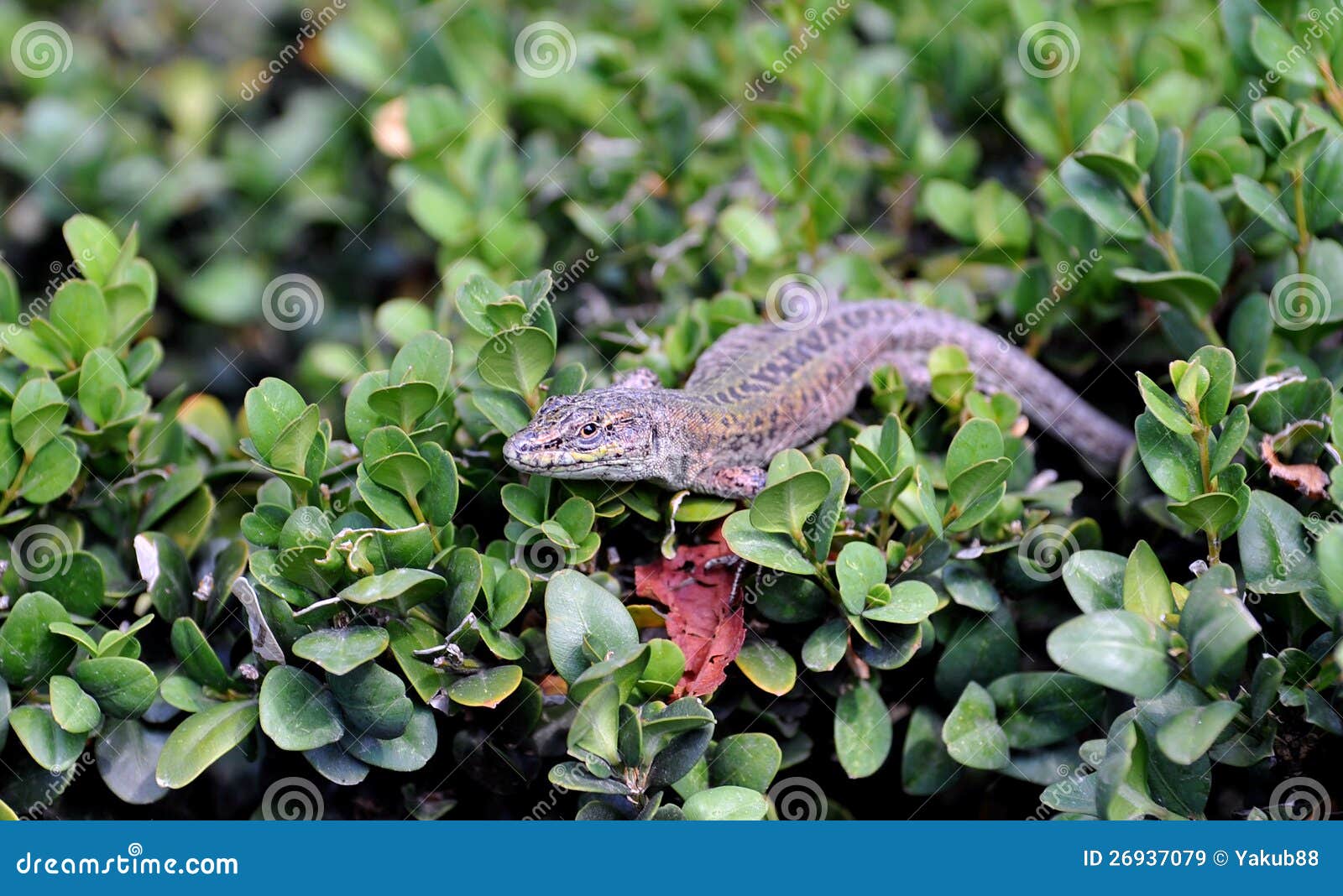 Lizard stock image. Image of tree, bush, detail, guana - 26937079