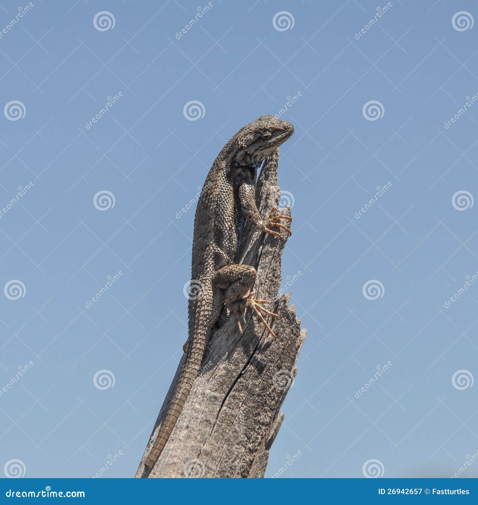 Lizard stock image. Image of outdoor, scaly, reptiles - 26942657