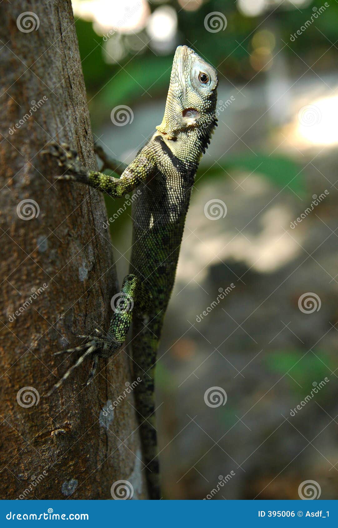 Lizard stock photo. Image of reptiles, climbs, lizard, looking - 395006
