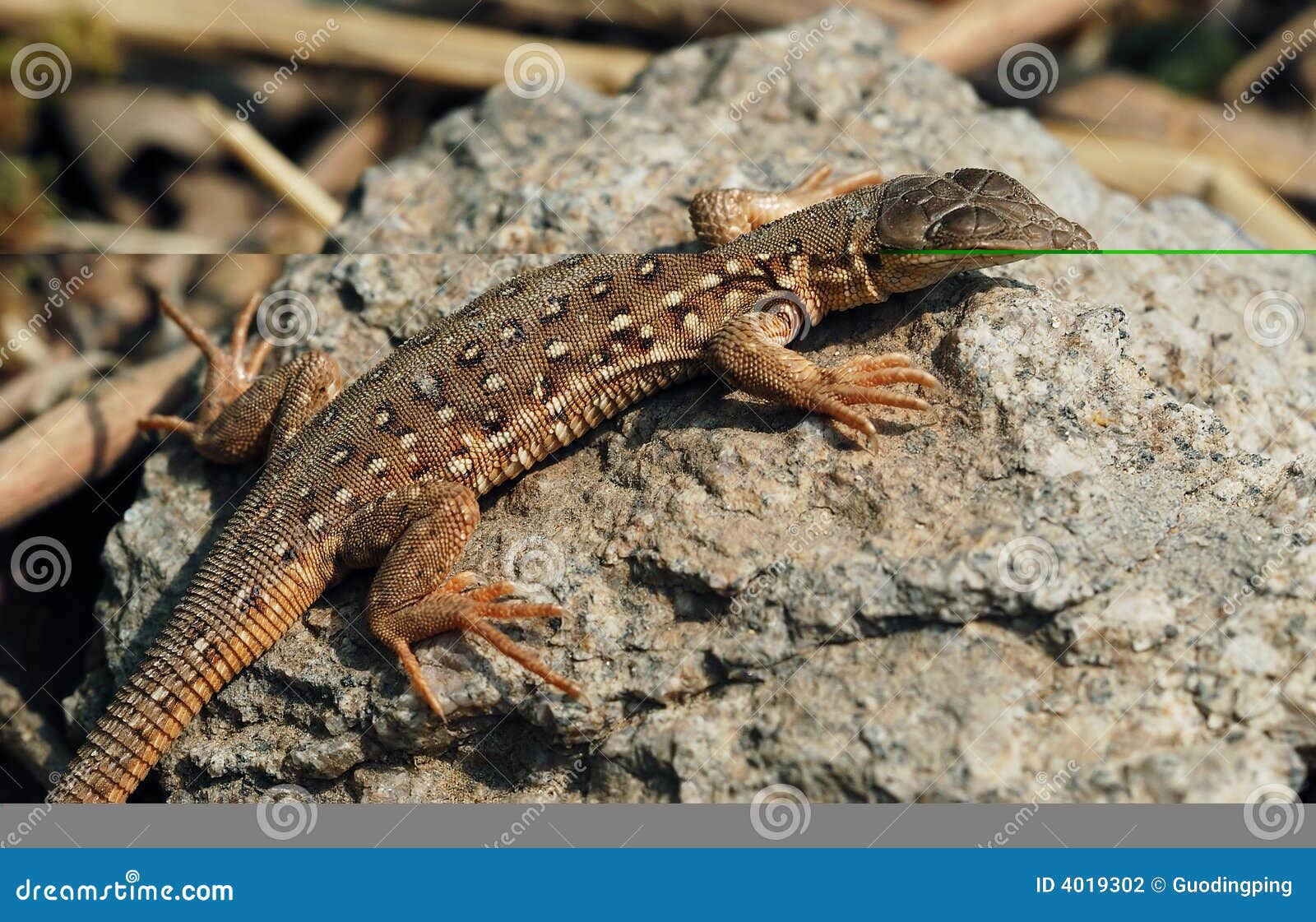 Lizard stock photo. Image of tail, isolated, beast, animal - 4019302