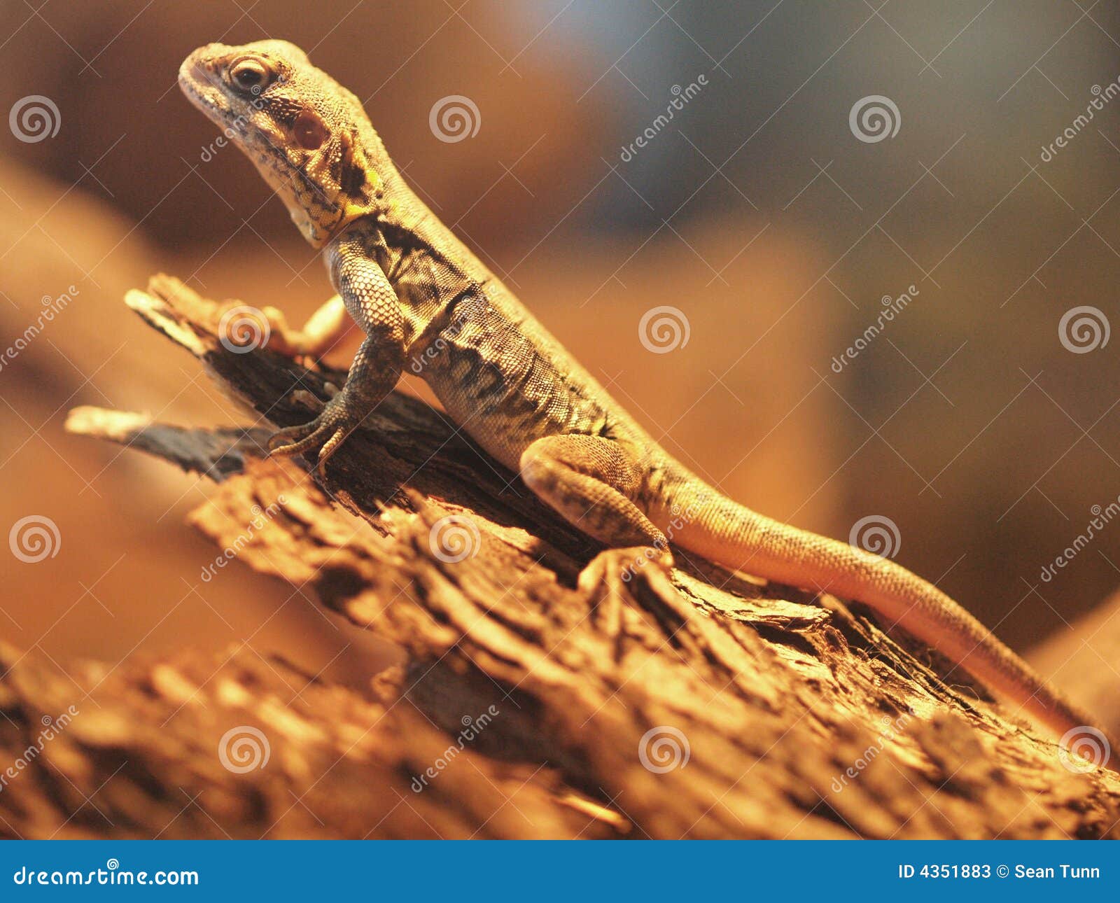 Lizard stock image. Image of bark, lizard, legs, ghecko - 4351883