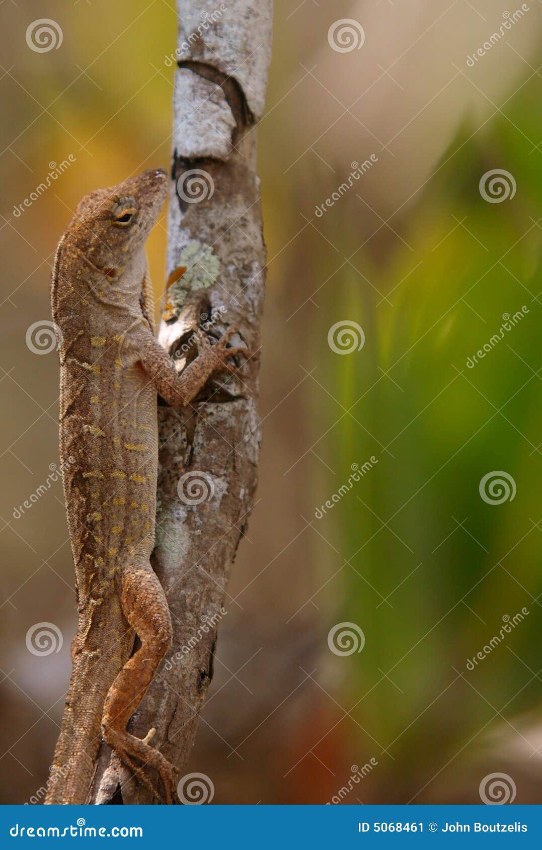 Lizard stock image. Image of small, lizard, danger, dangerous - 5068461