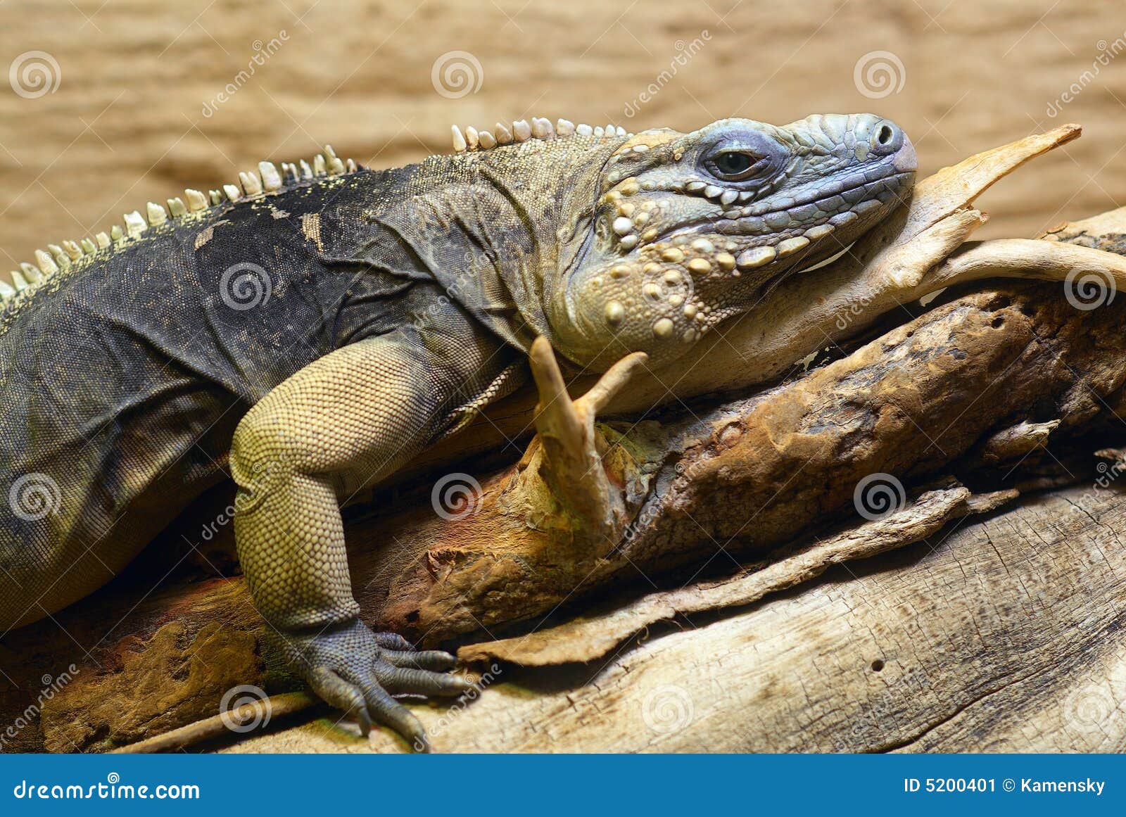Lizard stock image. Image of pensive, spine, amphibian - 5200401