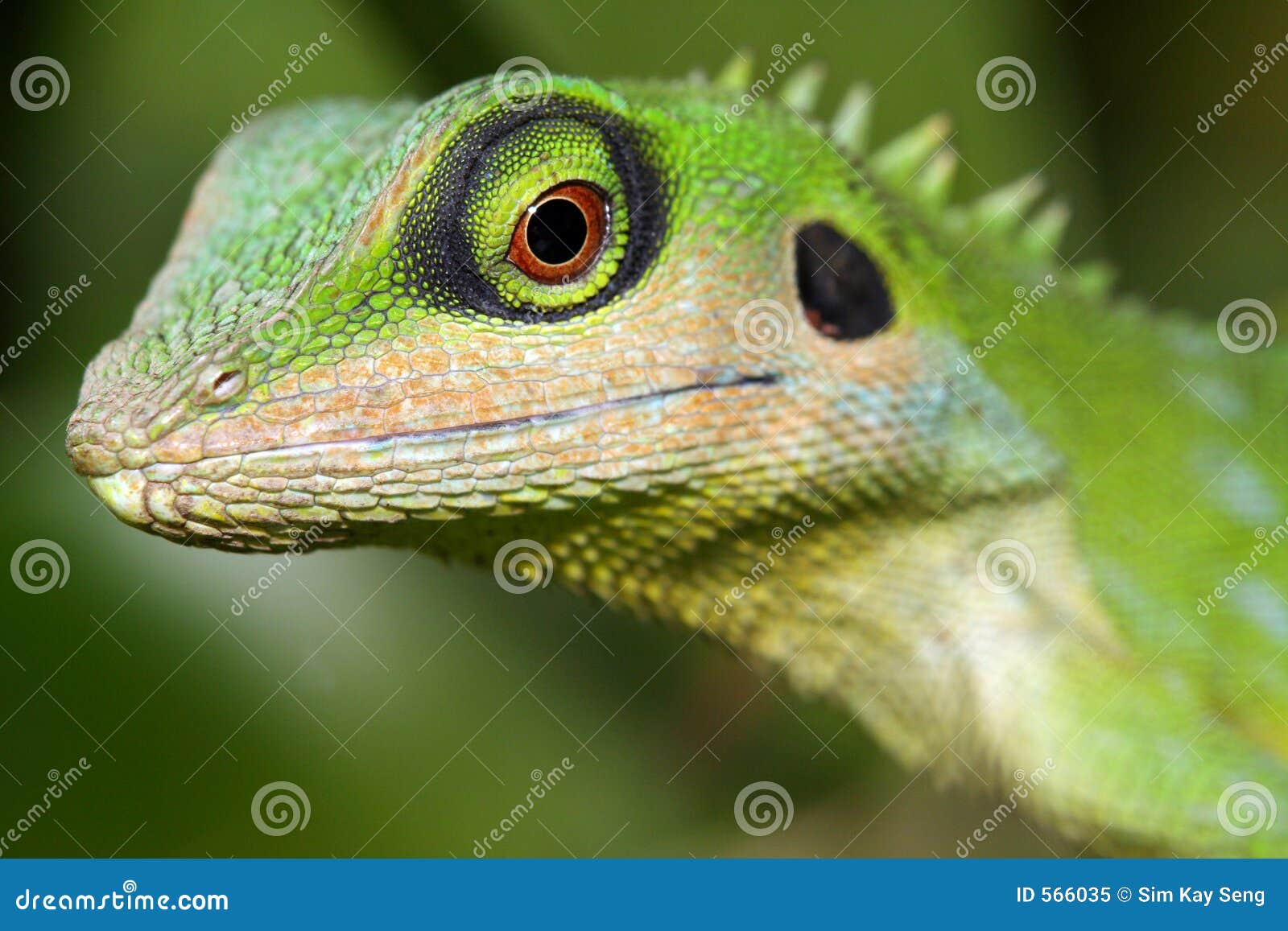 Lizard stock image. Image of green, head, door, park, lizard - 566035