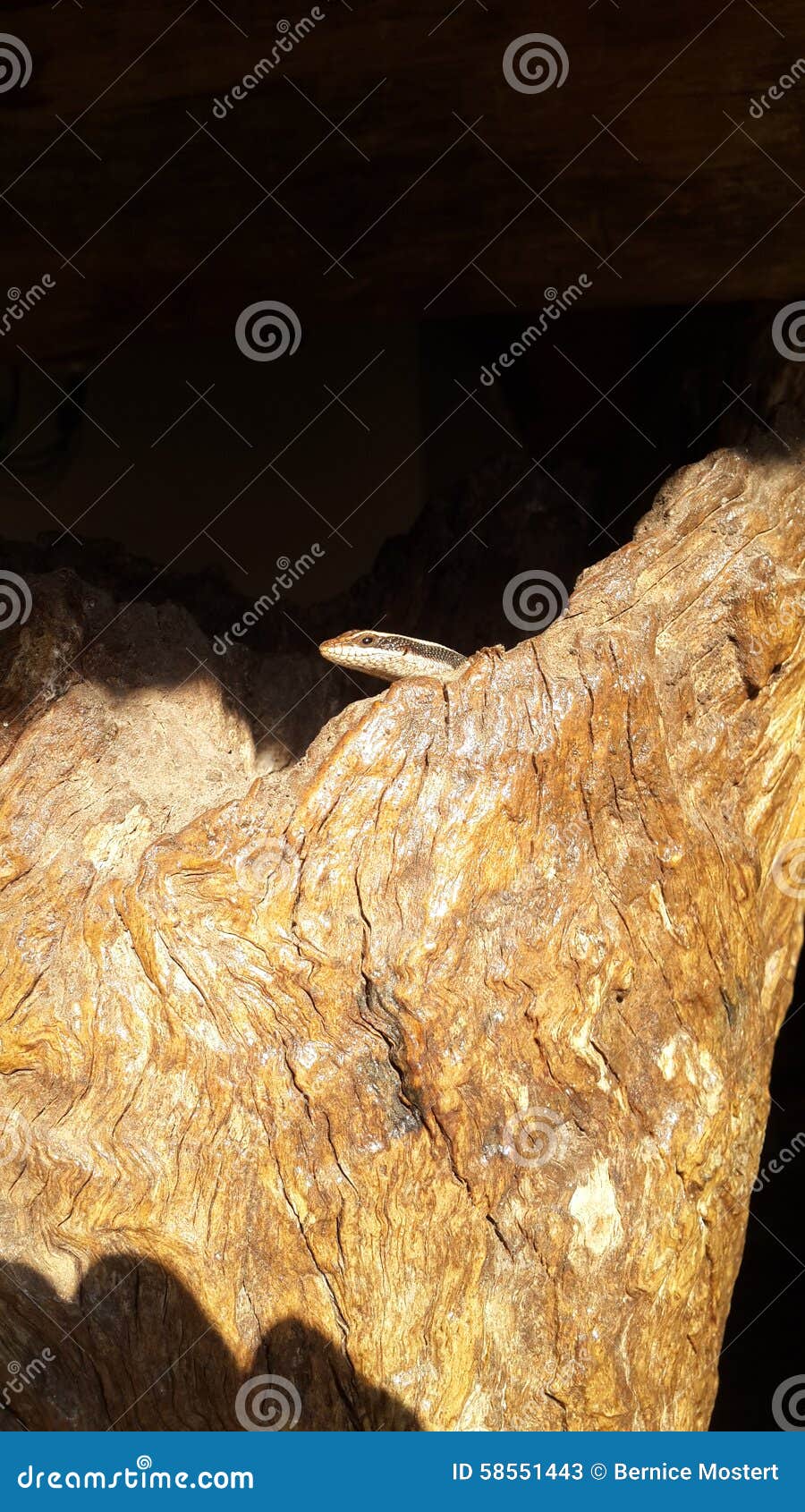 Lodge Hardekool Stock Photos - Free & Royalty-Free Stock Photos from ...