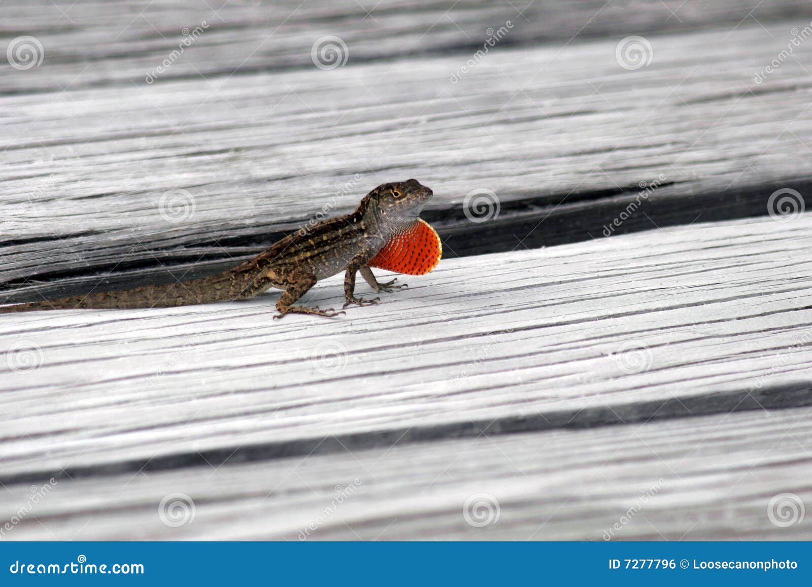 Lizard stock photo. Image of breeding, lizard, wildlife - 7277796