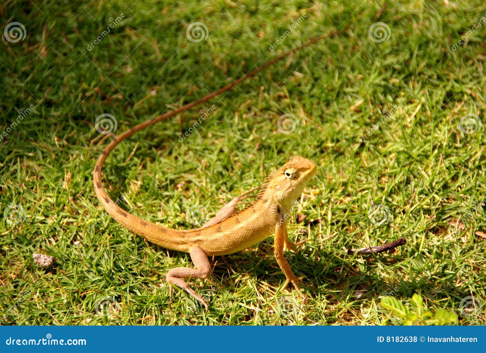 Lizard stock photo. Image of brown, speedy, vietnamese - 8182638
