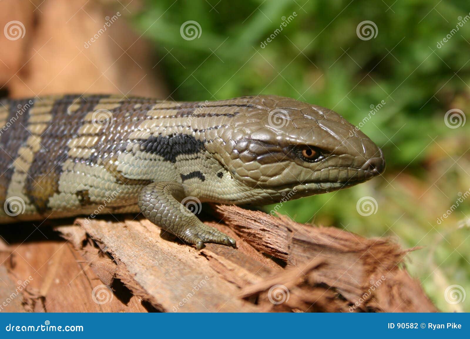 Lizard stock photo. Image of crawling, lizard, toungue, arid - 90582