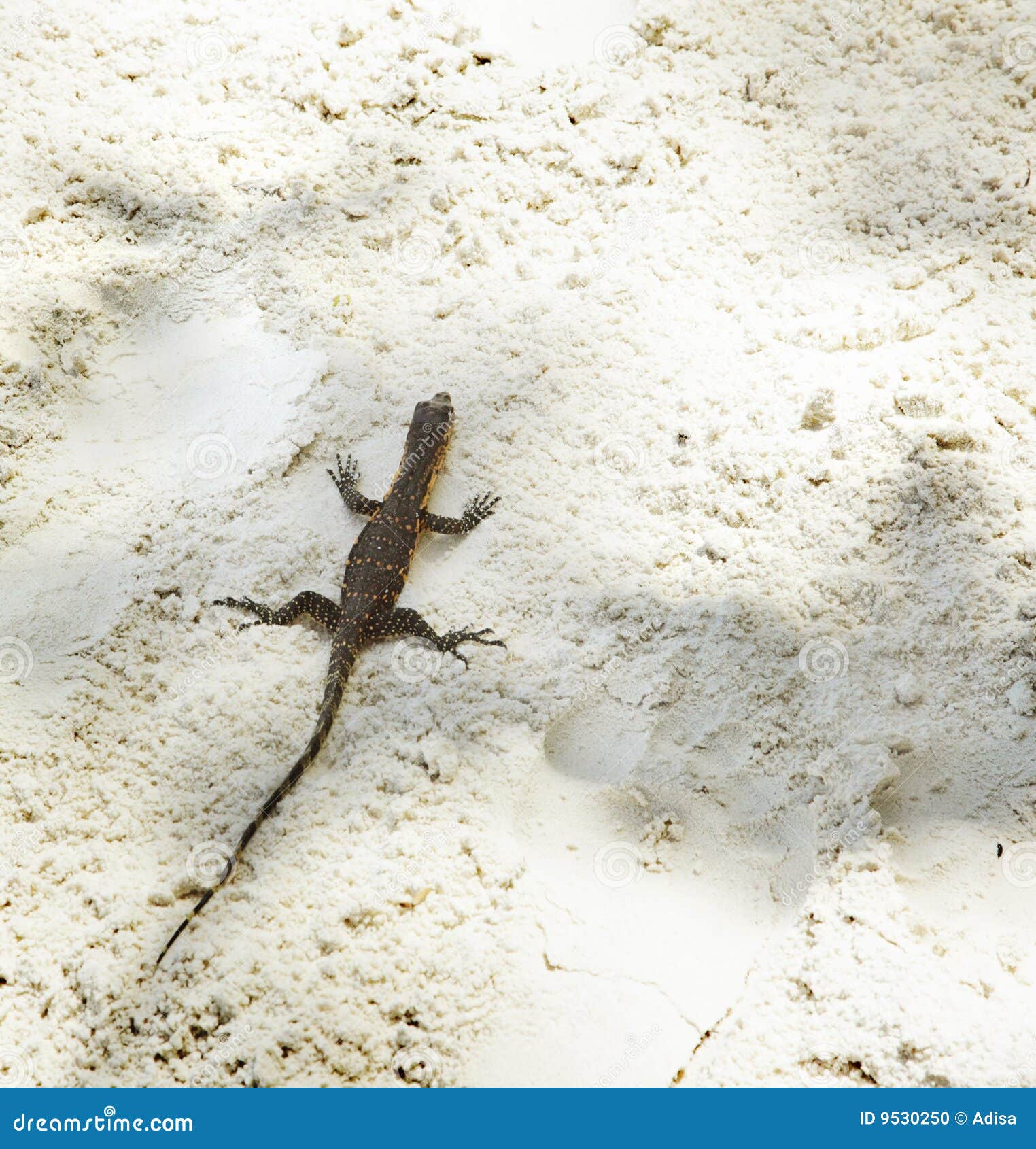 Lizard stock photo. Image of biology, lighten, fauna, animal - 9530250