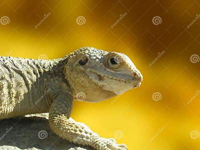 Lizard stock photo. Image of guano, creeping, mimetic, cold - 973610