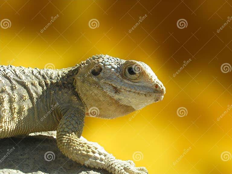 Lizard stock photo. Image of guano, creeping, mimetic, cold - 973610