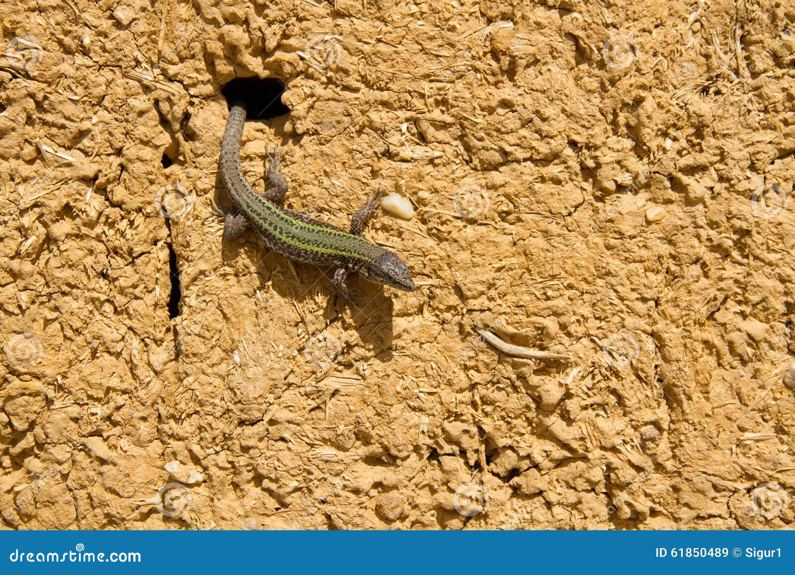 Lizard in Adobe Mud Wall stock image. Image of hispanica - 61850489