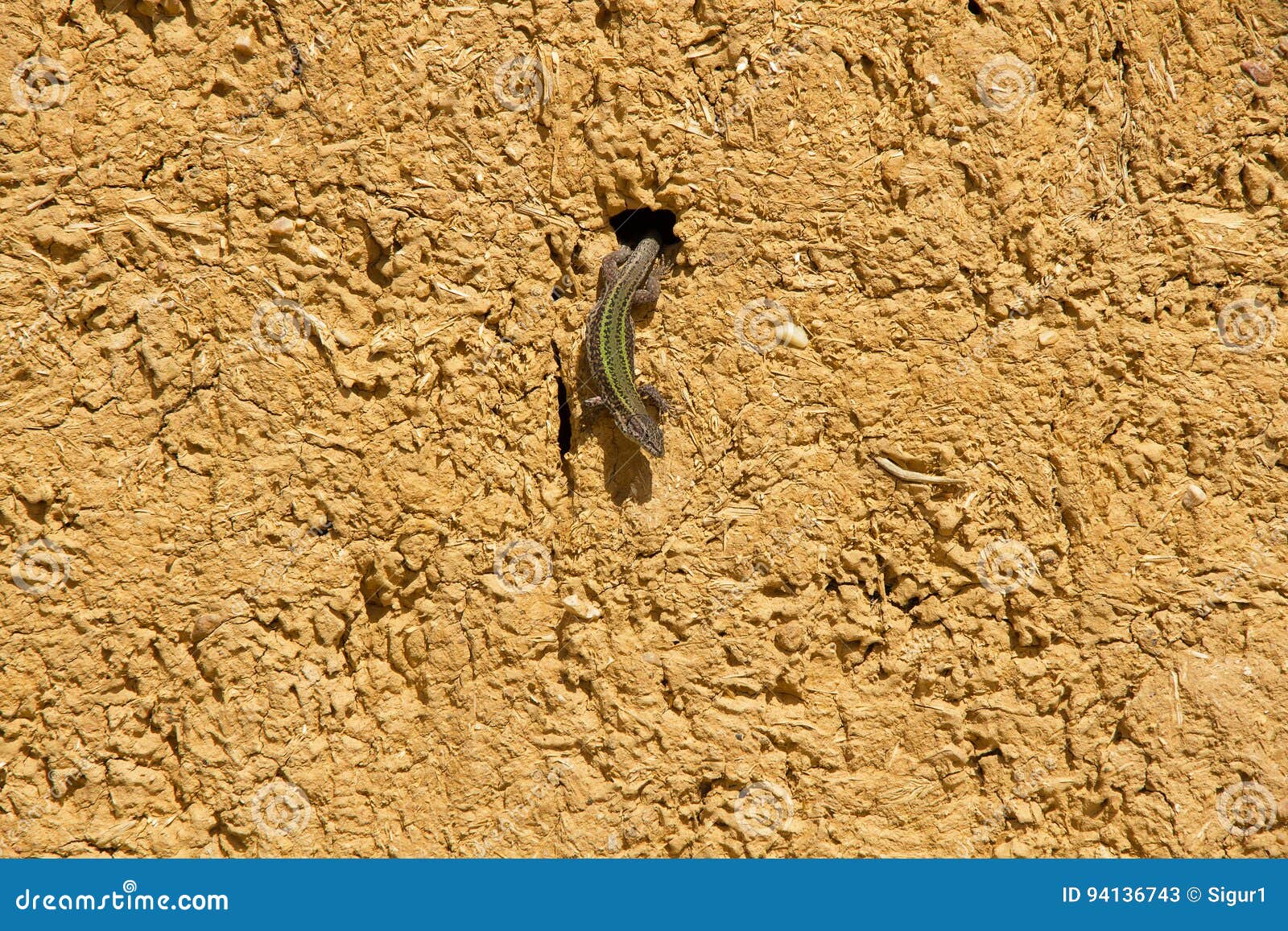Lizard in Adobe Mud Wall stock image. Image of gecko - 94136743