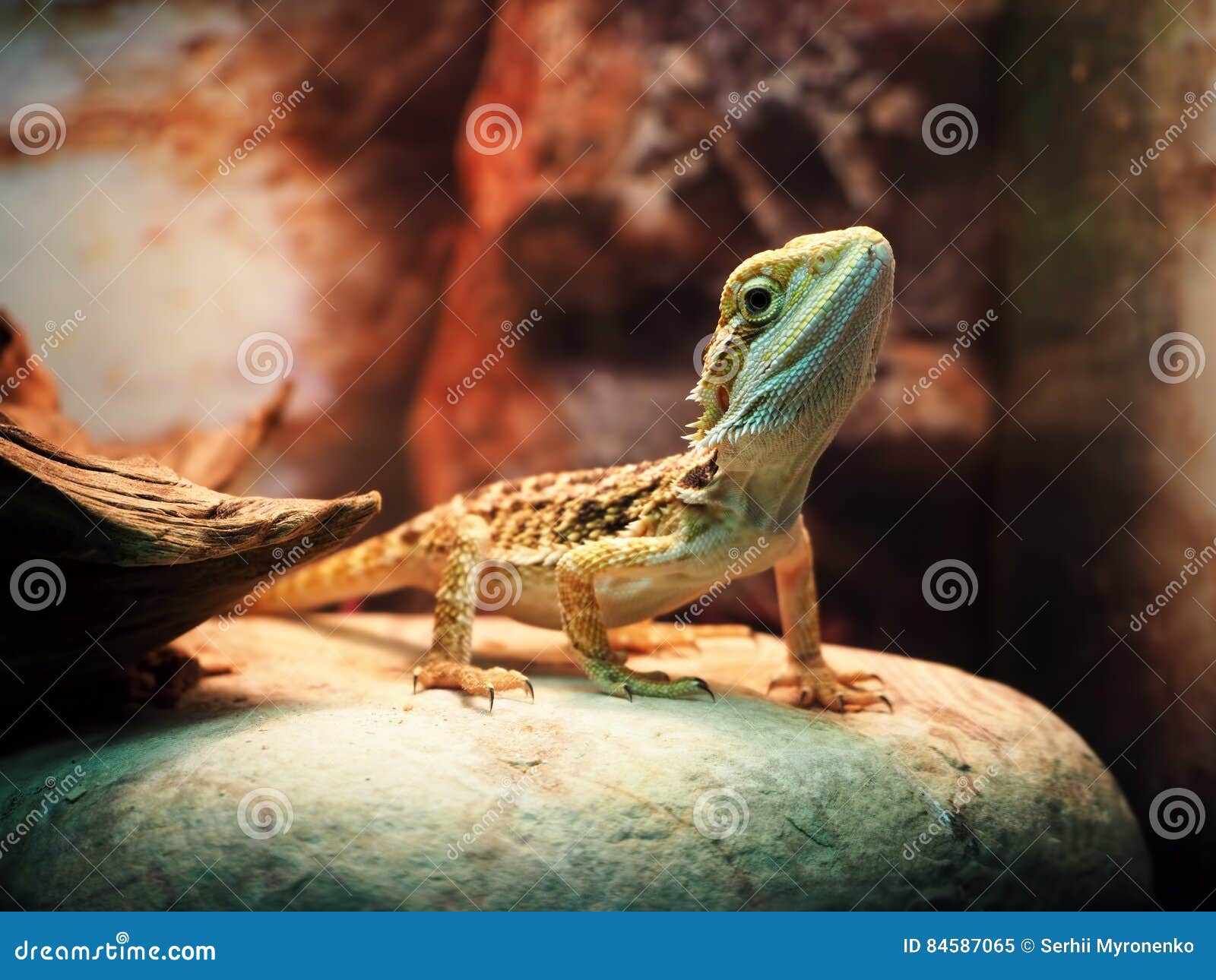Lizard Agamidae at Stone Close Up Stock Image - Image of lizard, exotic ...