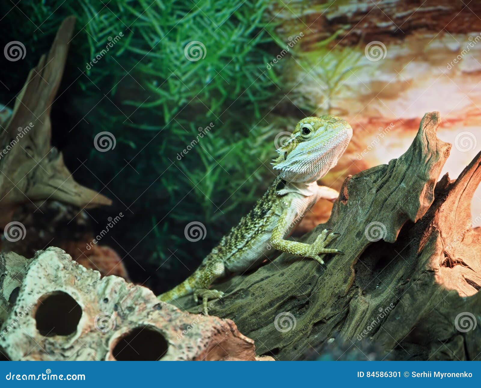 Lizard Agamidae at Wood Close-up Stock Image - Image of looking, scale ...