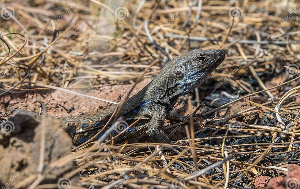 Lizard in alert stock image. Image of blue, nature, galloti - 92747173