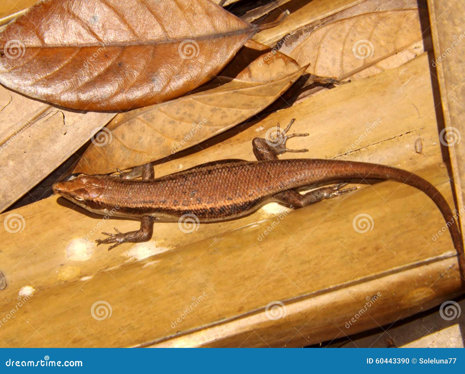 Lizard Amber of the Seychelles Stock Photo - Image of cocodemer, repent ...