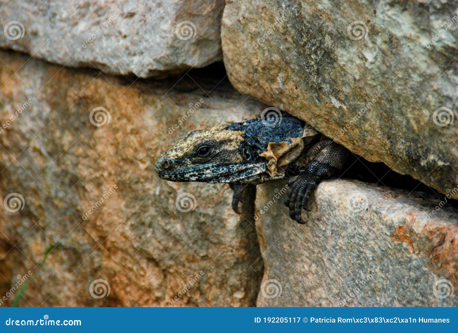 Lizard in Ancient Mayan Ruins in Chichen Itza, Yucatan, Mexico Stock ...