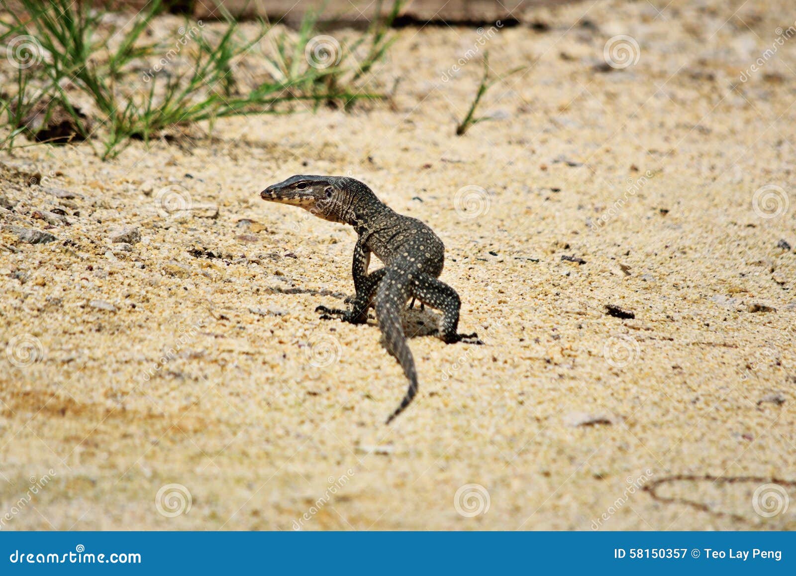 Lizard animal stock image. Image of lizard, outdoor, gecko - 58150357