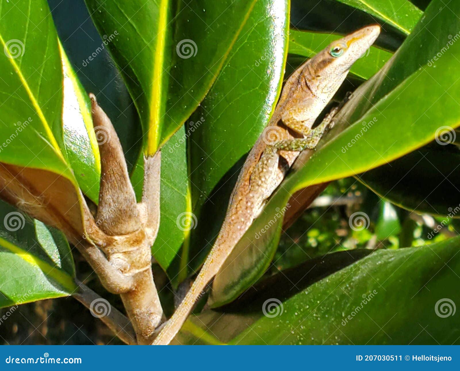 Lizard Anole in Green Leaf Tree Stock Image - Image of jungle, animal ...