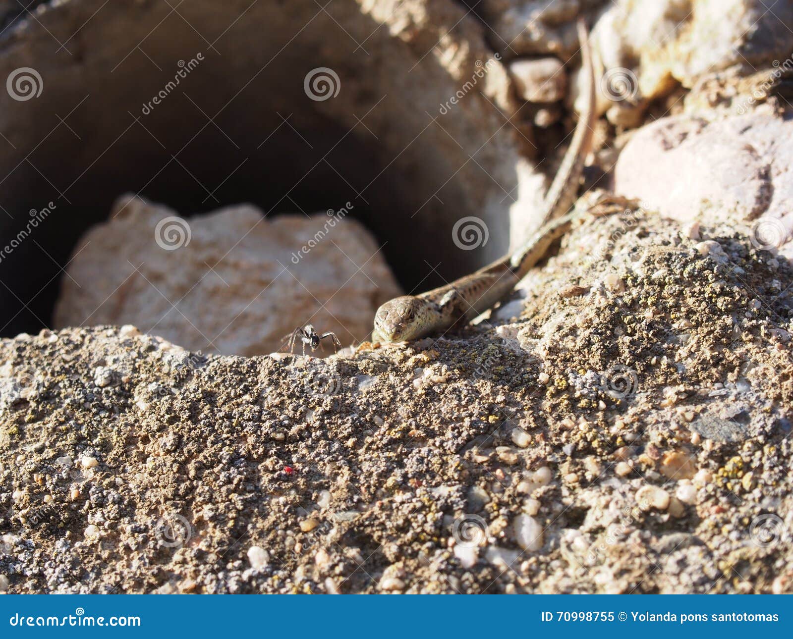 Lizard and ant stock image. Image of friends, reptil - 70998755
