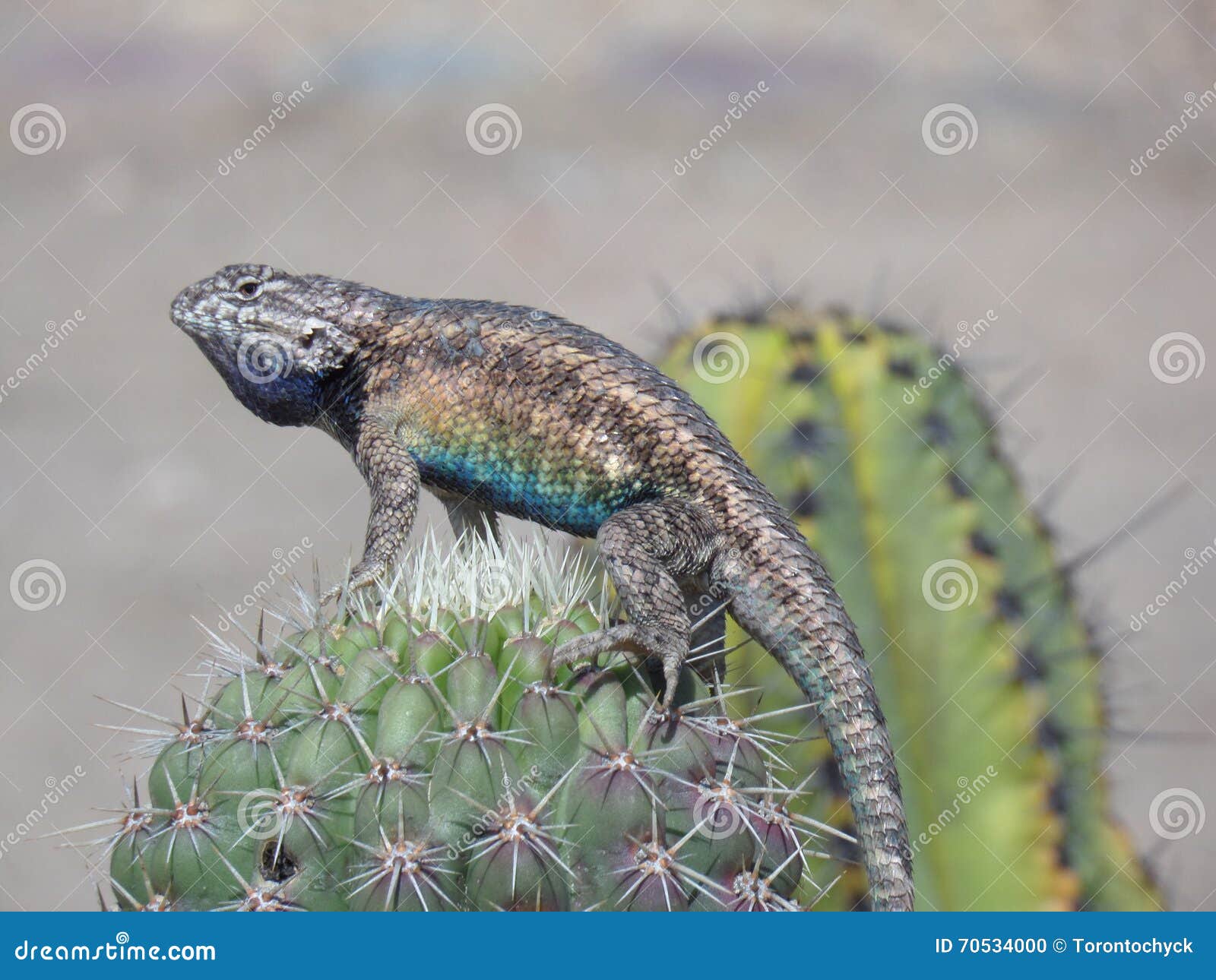 Lizard atop cactus (close) stock photo. Image of tail - 70534000