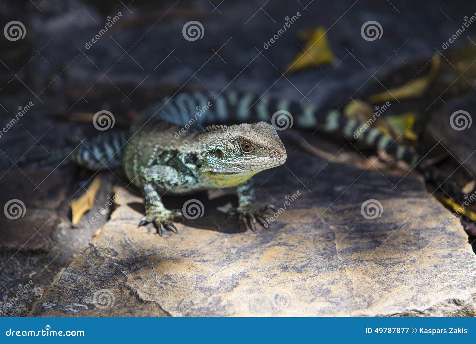 Lizard stock image. Image of canberra, lizard, nature - 49787877