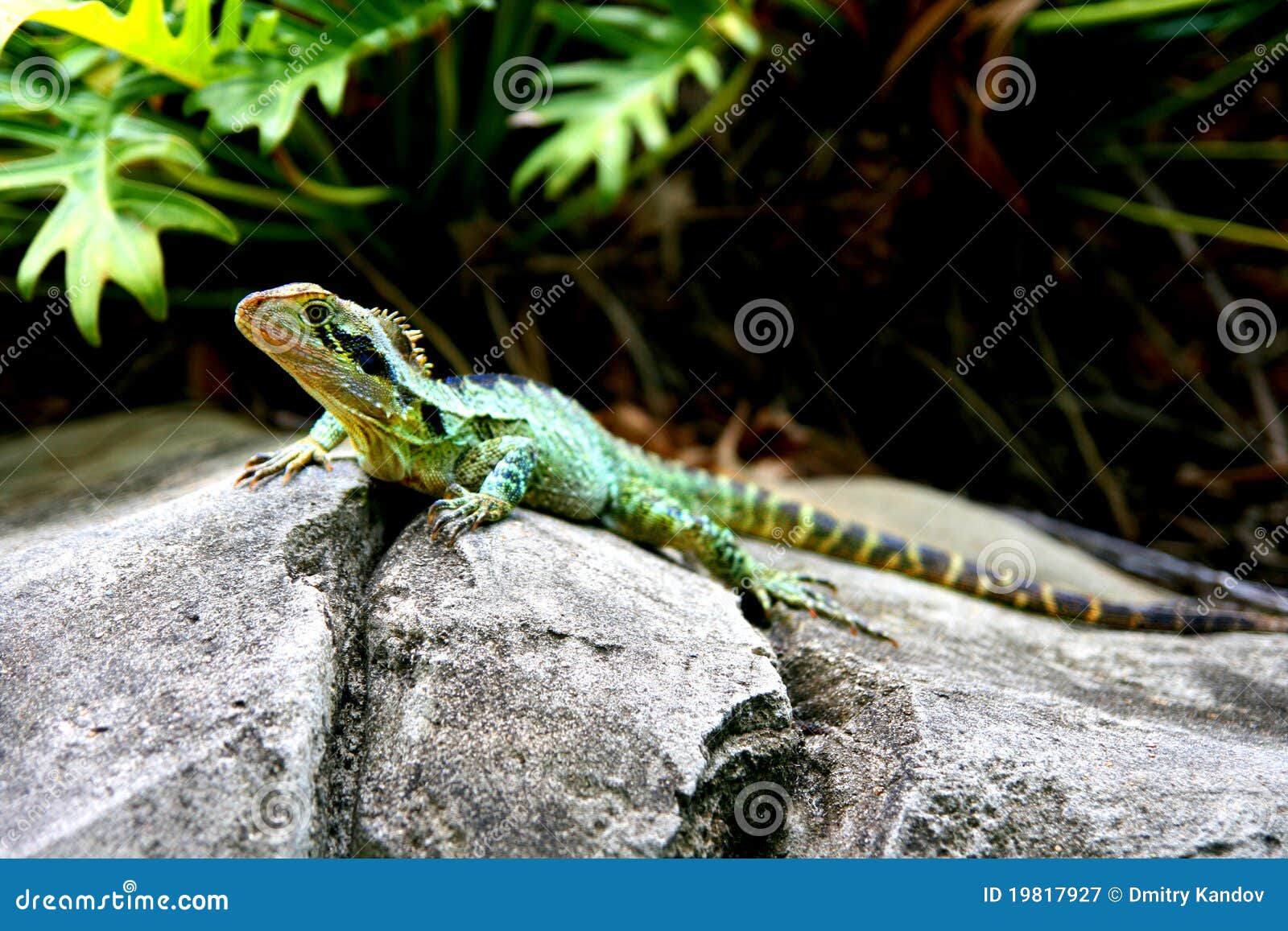 Lizard - Australian Water Dragon Stock Image - Image of animal, species ...