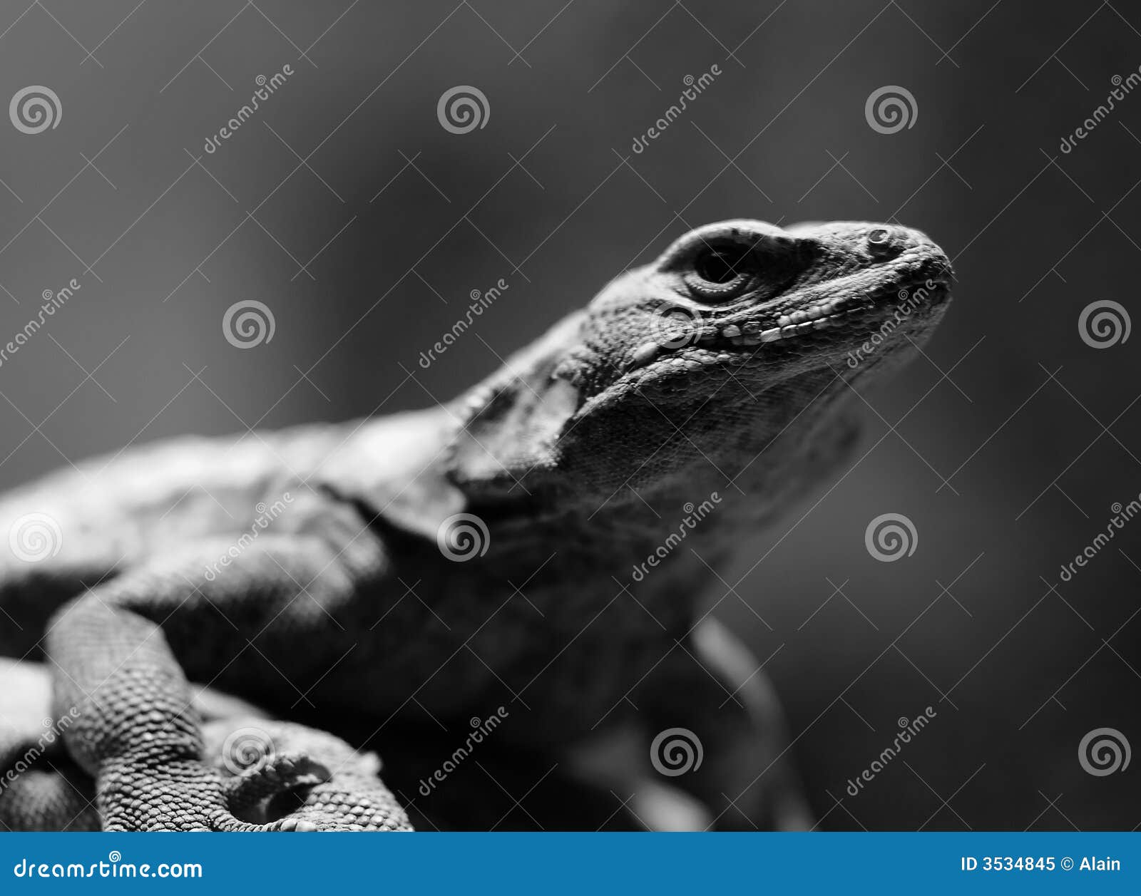 Lizard in B&W stock image. Image of scale, nature - 3534845
