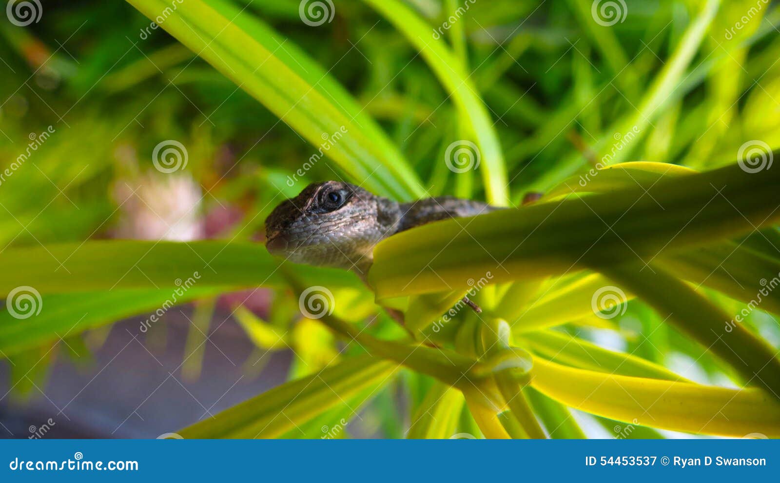 Lizard stock image. Image of micro, salamander, small - 54453537