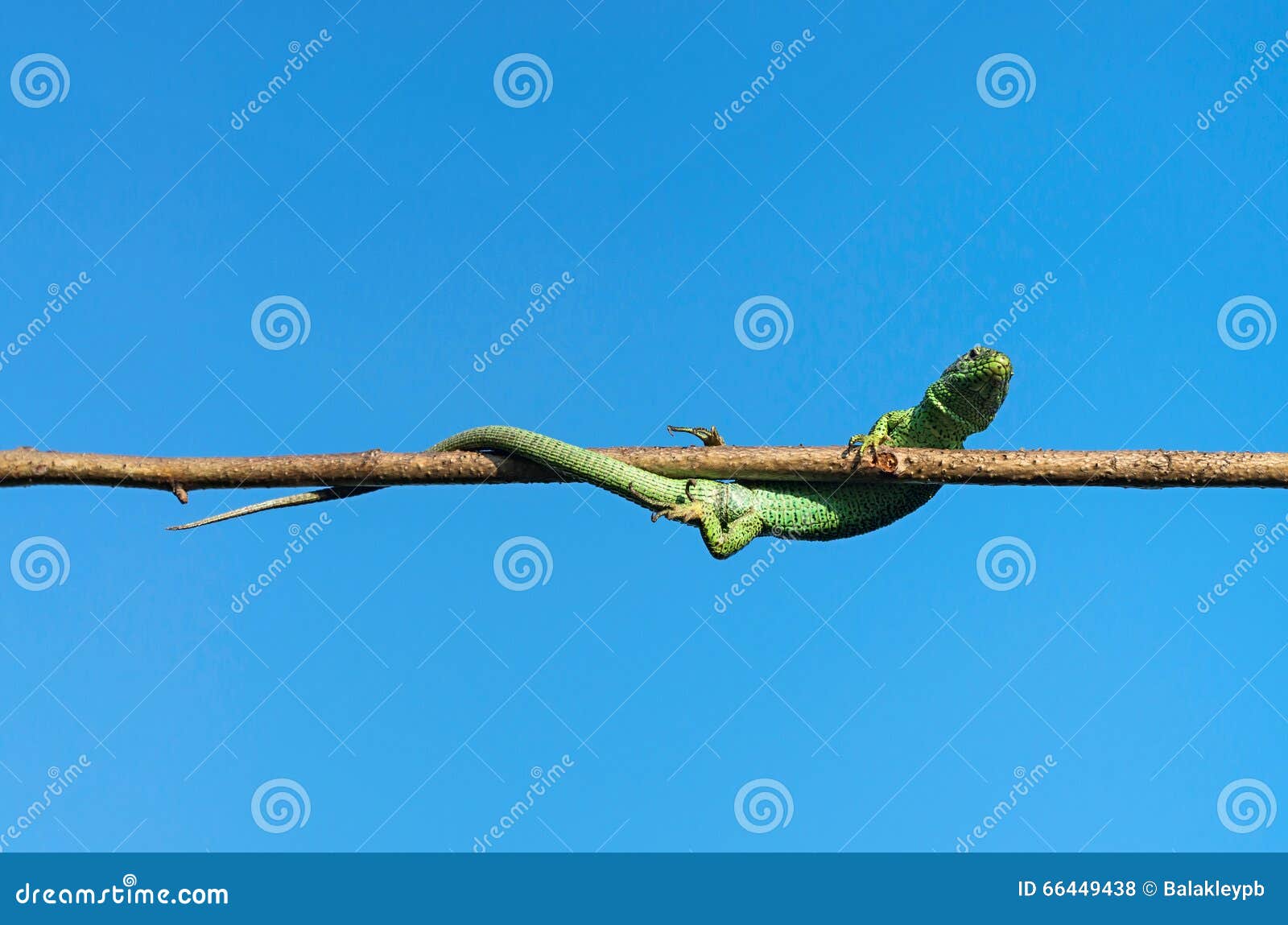 Lizard stock photo. Image of pattern, horizontal, mosaic - 66449438