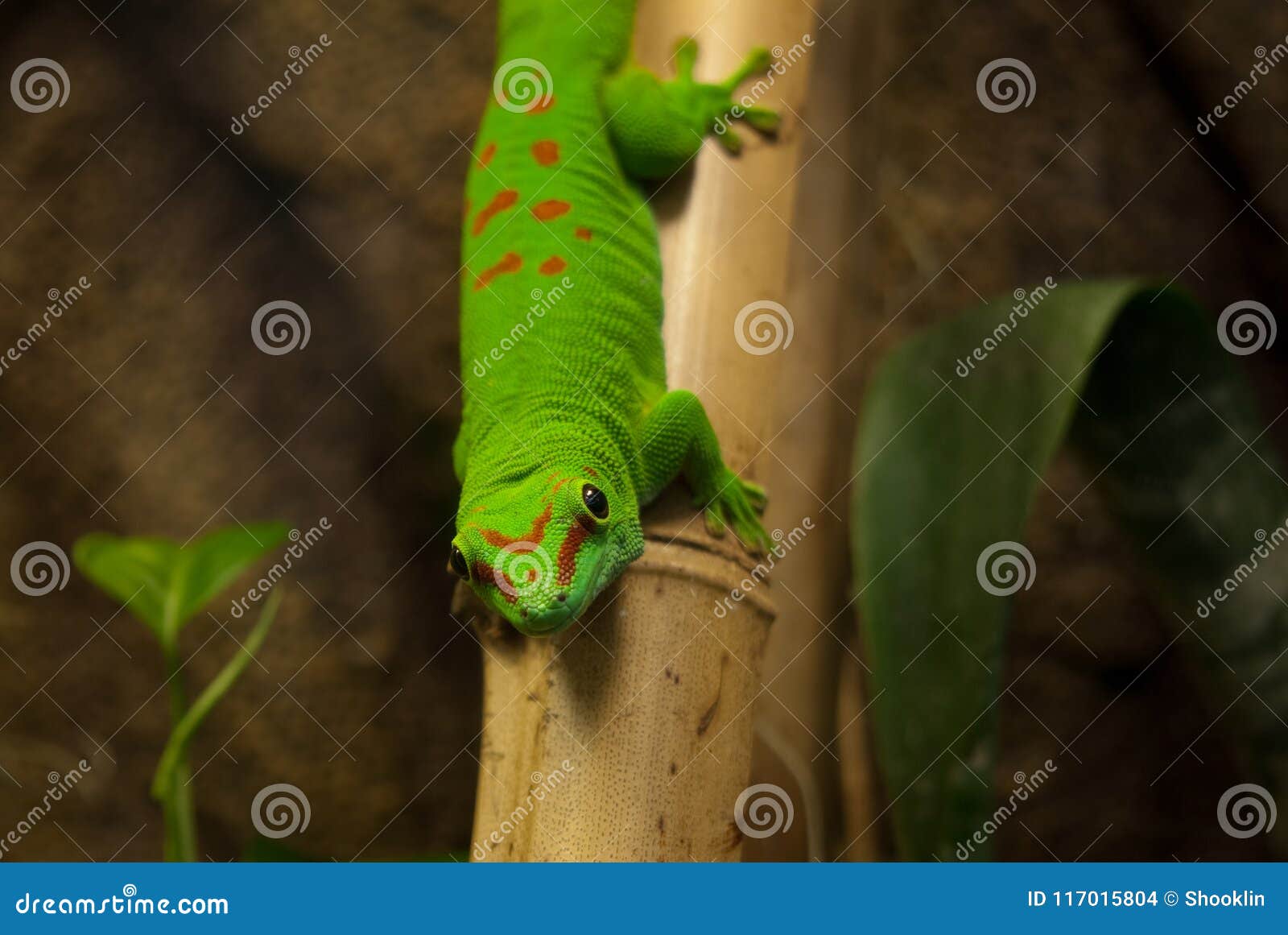 Lizard on a bamboo stick stock photo. Image of wildlife - 117015804