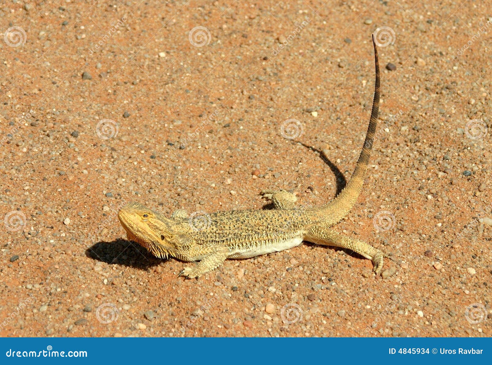 Lizard basking stock photo. Image of scaley, outdoor, lizard - 4845934