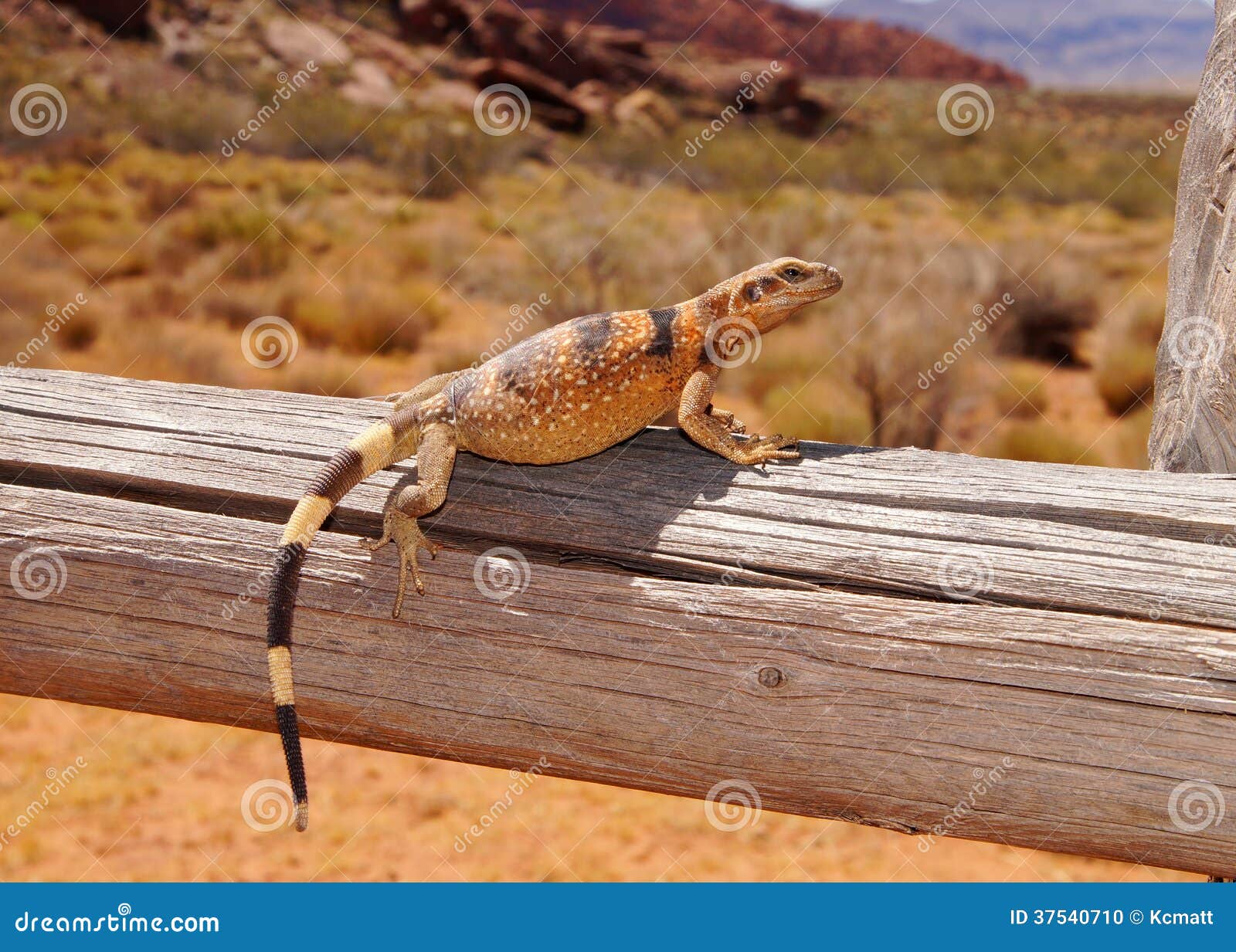 Lizard Basking in the Desert Sun Stock Photo - Image of horns, devil ...
