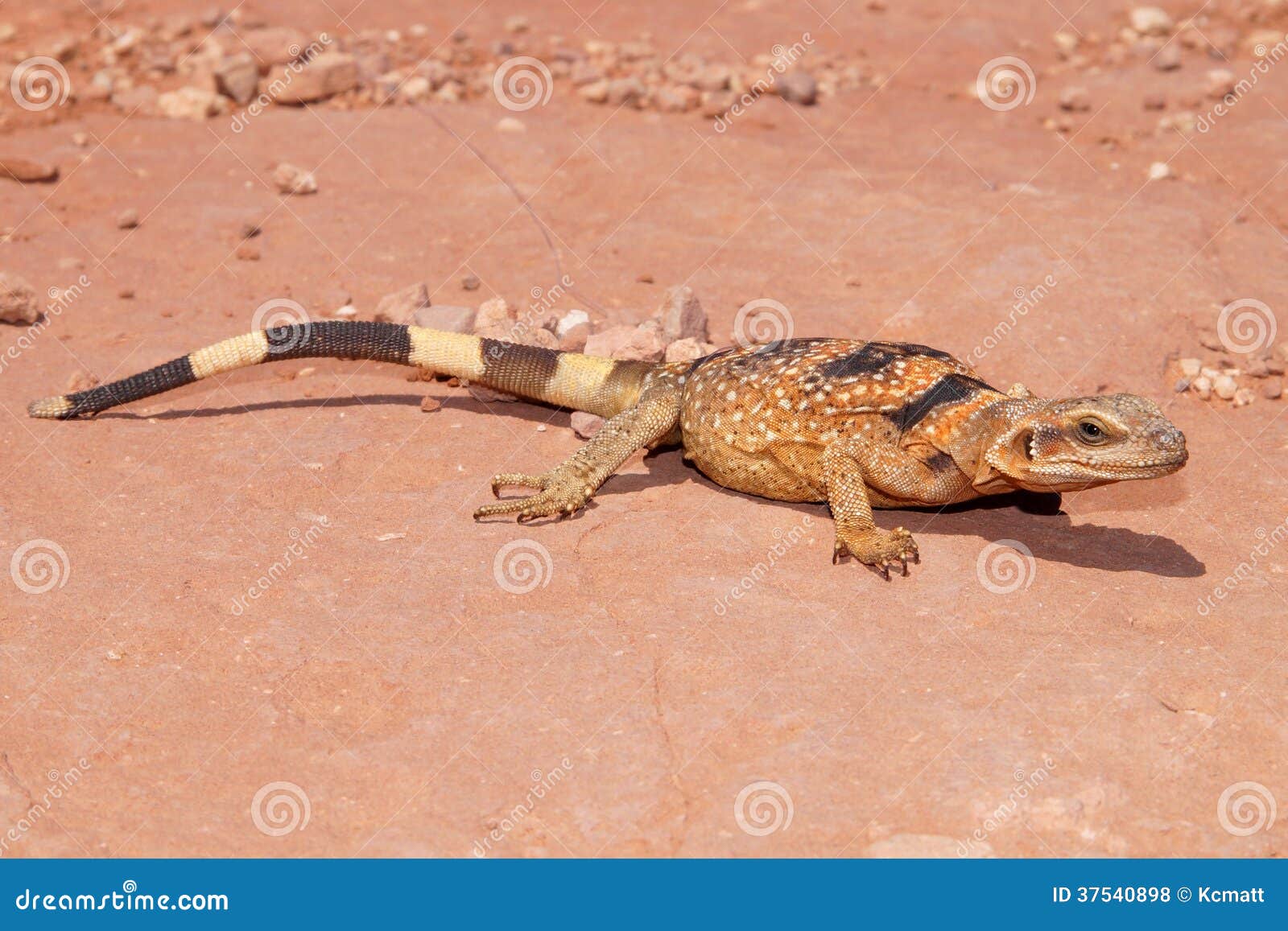 Lizard Basking in the Desert Sun Stock Photo - Image of phrynosoma ...