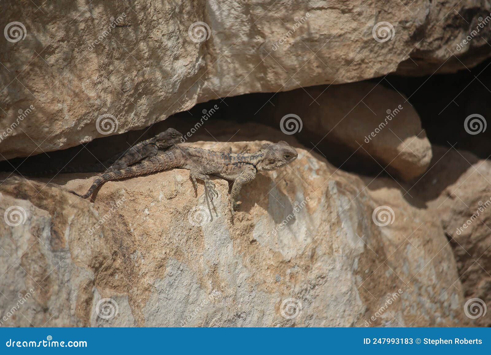 Lizard Basking on a Rock Outside of Paphos in Cyprus Stock Image ...