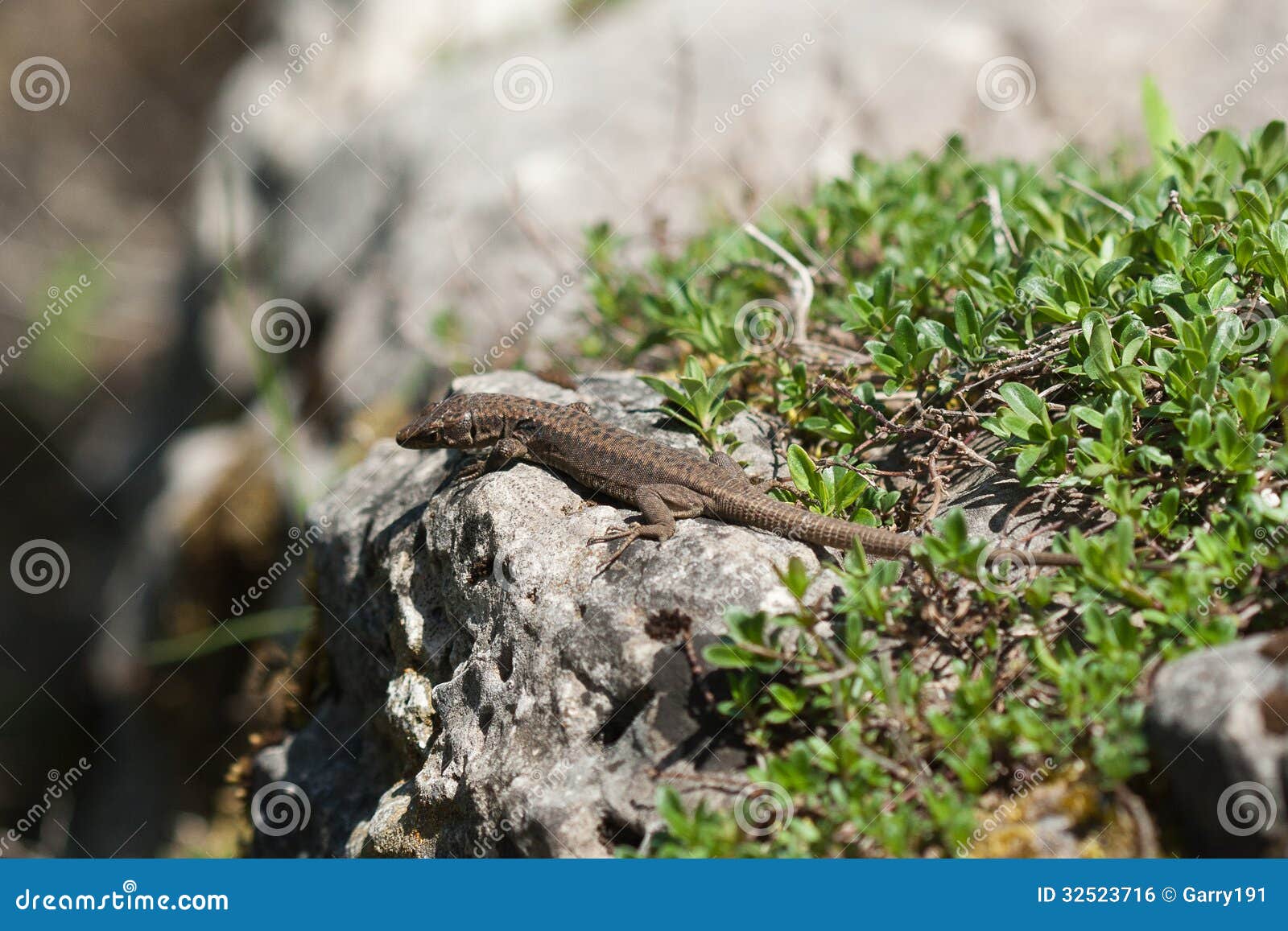 The Lizard is Basking on Rock Stock Photo - Image of grass, green: 32523716