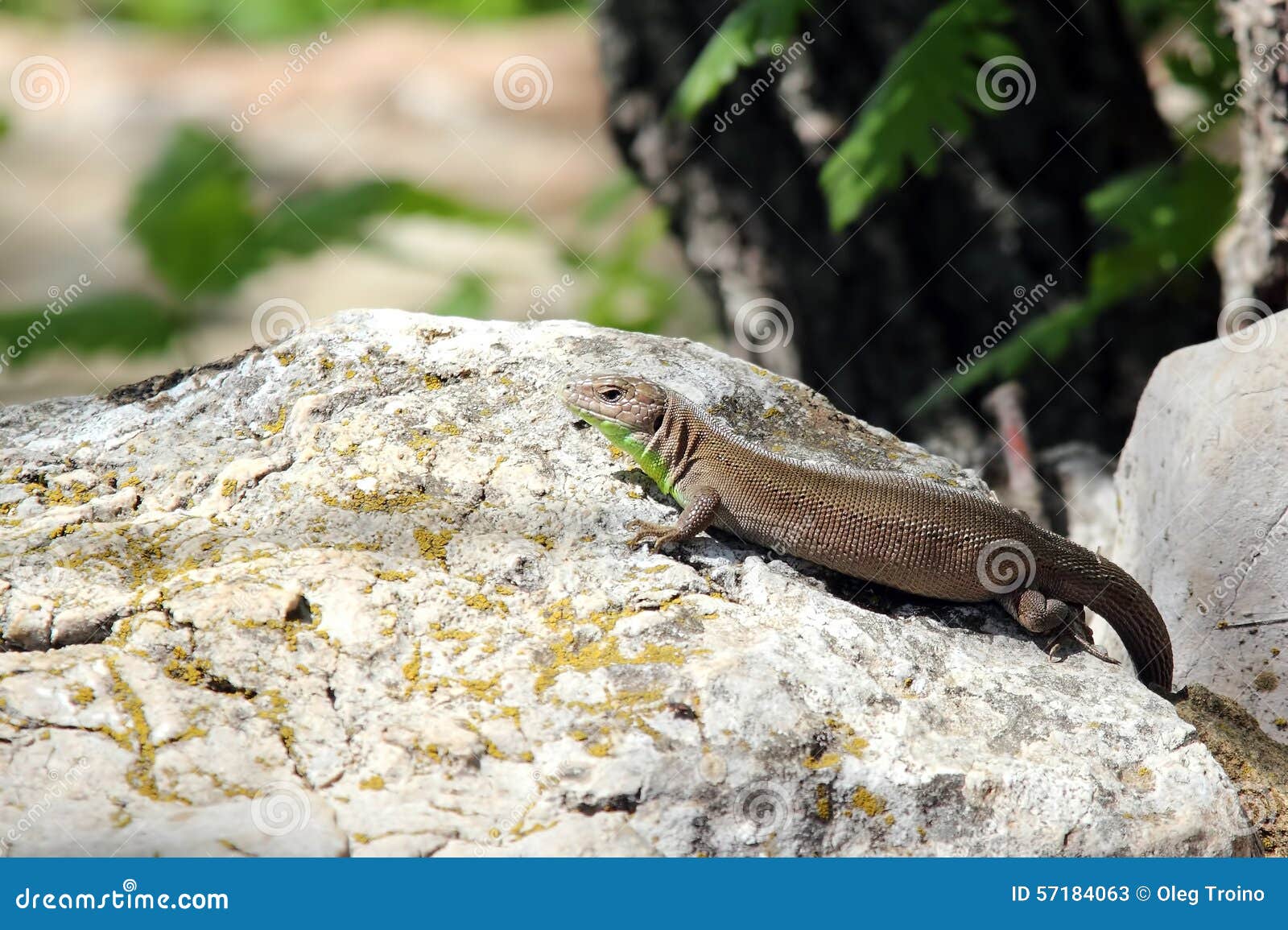 Lizard basking stock image. Image of reptile, lizard - 57184063