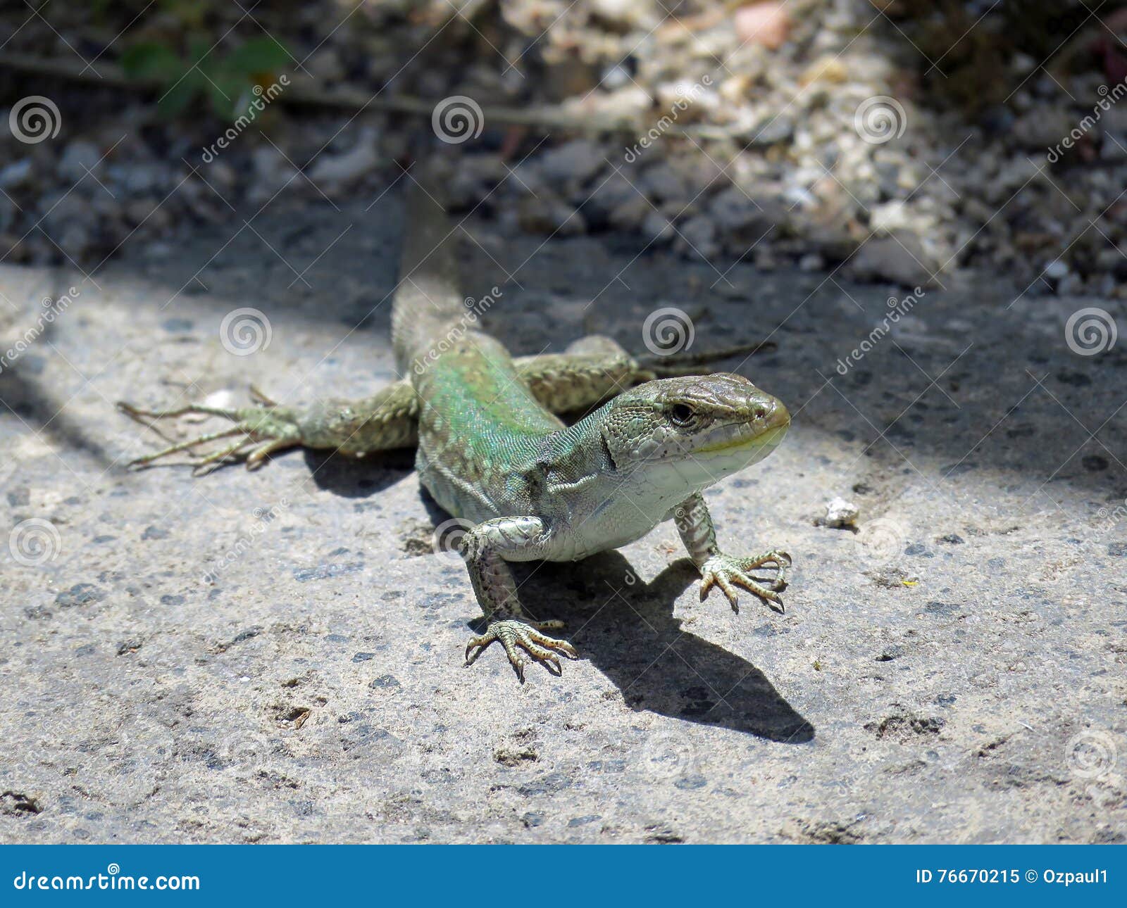 A Lizard Basking in the Sun Stock Image - Image of scales, close: 76670215