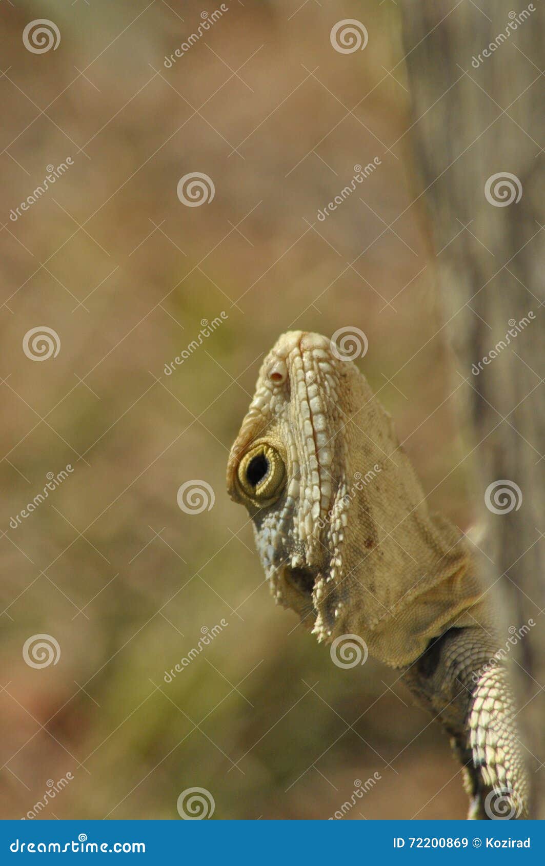 Lizard Basking in the Sun. Cold-blooded Reptile Stock Image - Image of ...